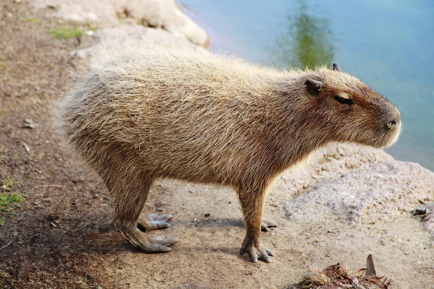 NCEA Spanish as your first step to a great career